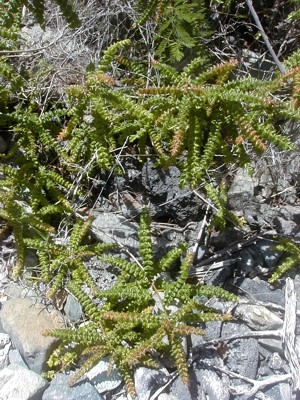 Hikers Beware - Nurses and Doctors Warn of Severe Symptoms